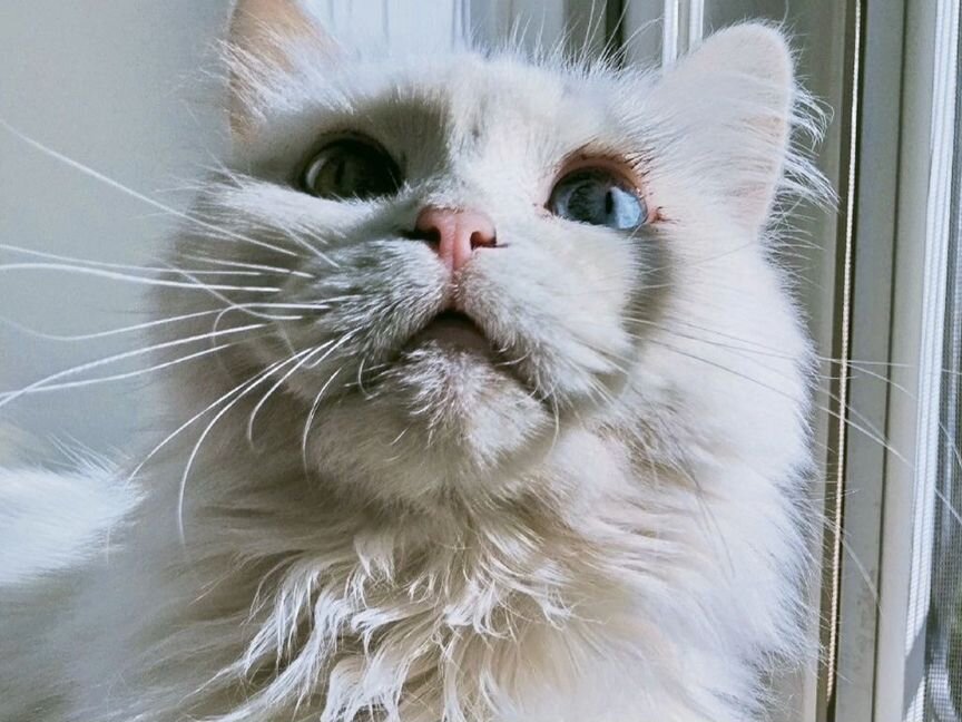 Белая кошка в добрые руки