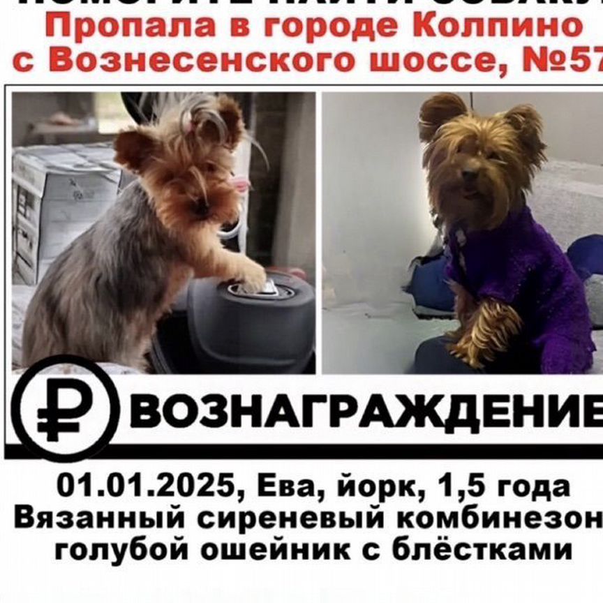 Купить собаку в Колпино
