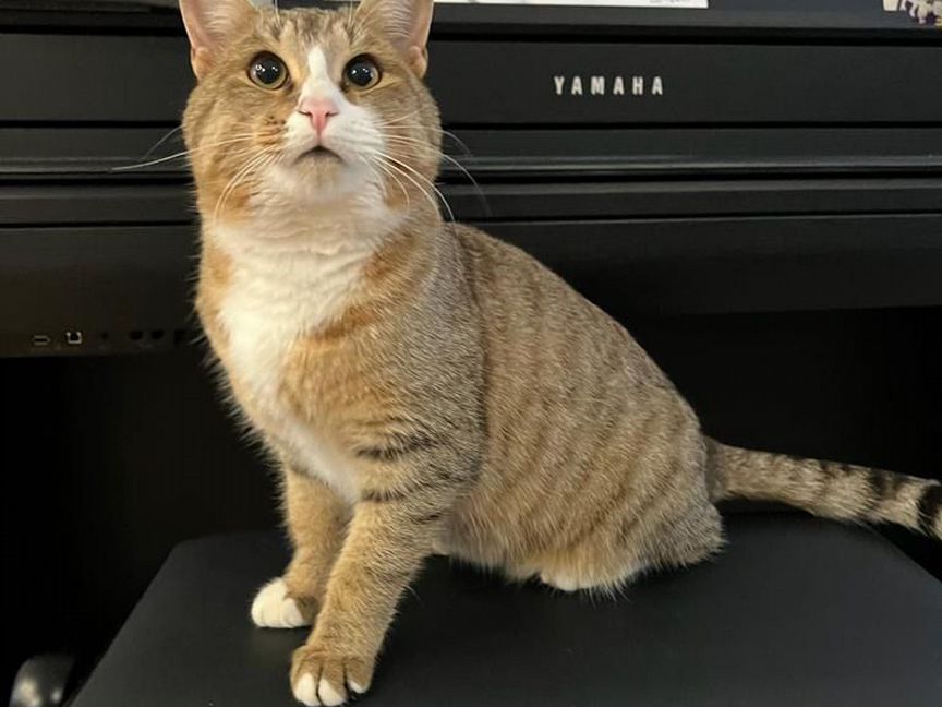 Кошка в дар