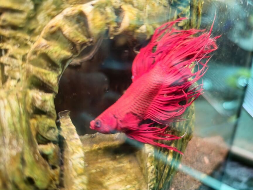 Аквариум 50 литров