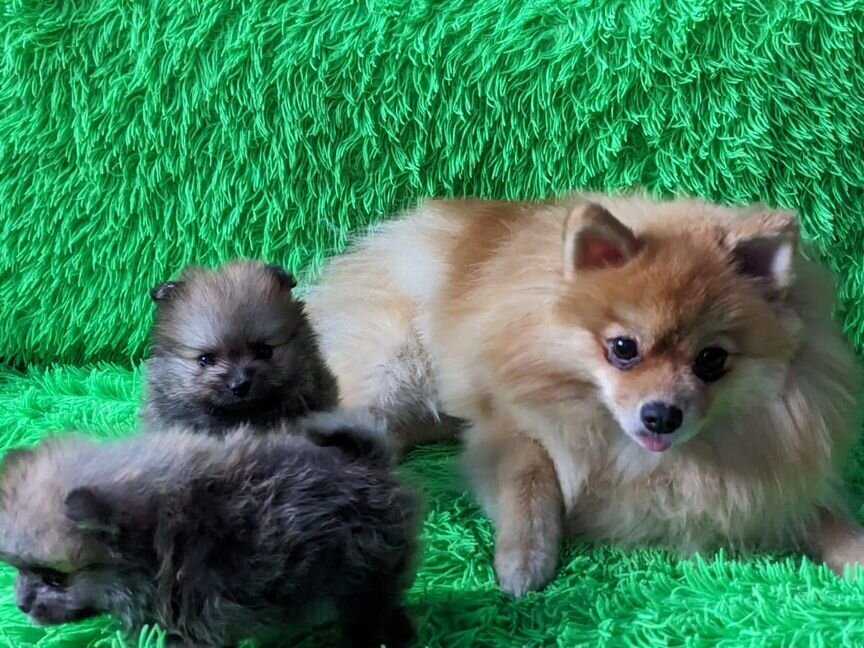 Щенки щпицульки