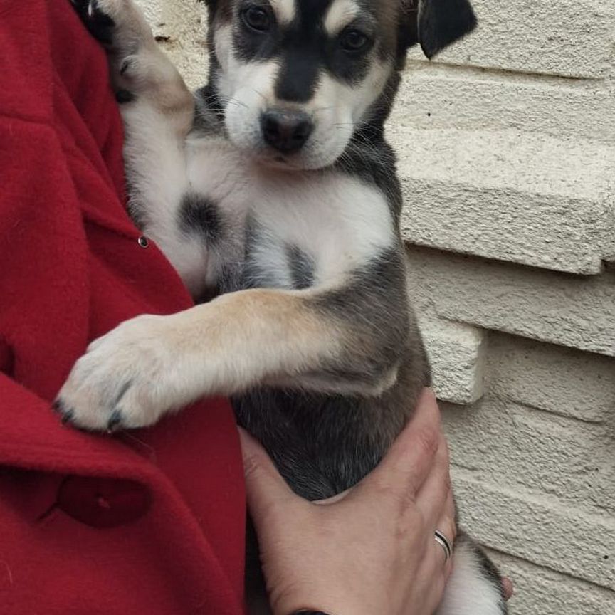 Щенок в добрые руки