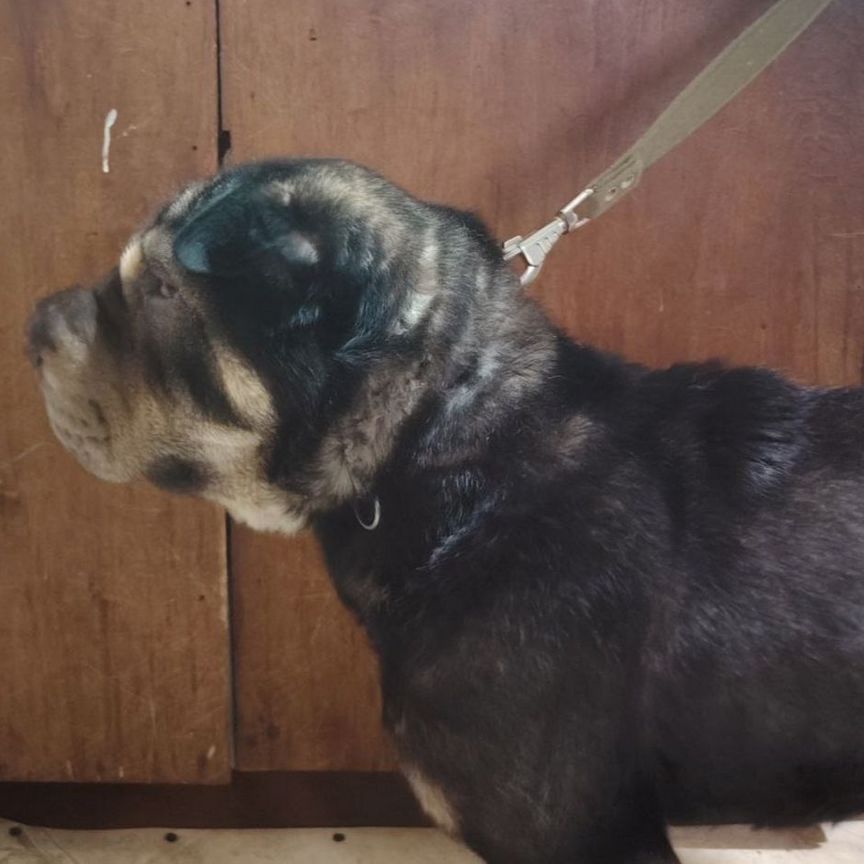 Взрослая собака в добрые руки