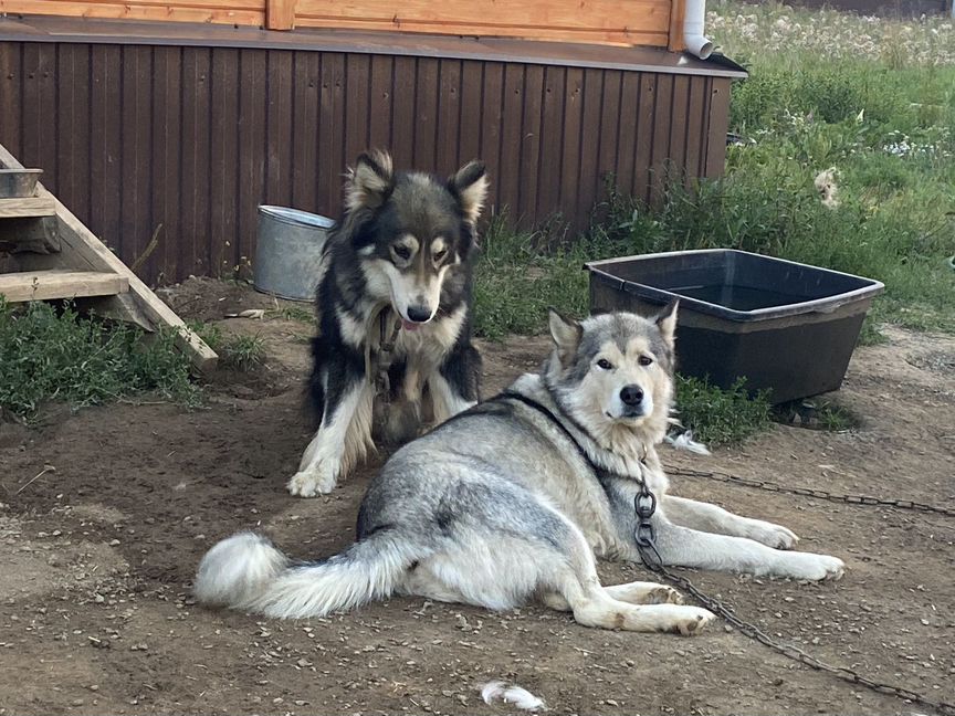 Отдам в добрые руки маламутов