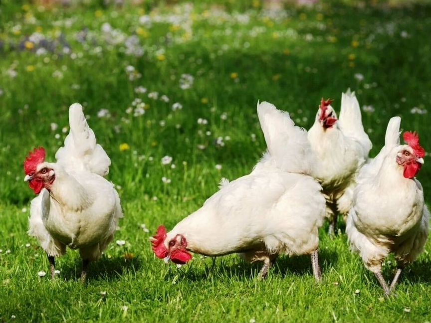 Куры несушки яичной породы