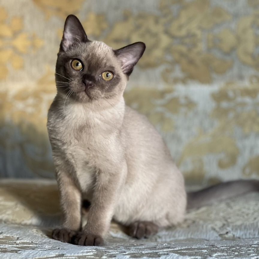 Американская бурма