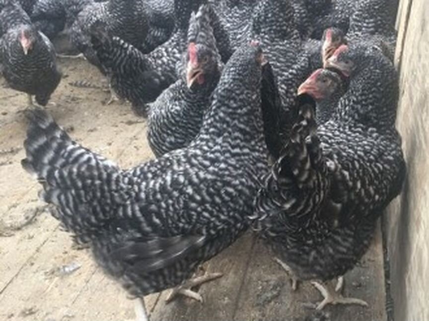 Куры несушки молодки Доминант Д301 110 дней