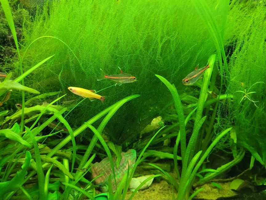 Аквариумное растение