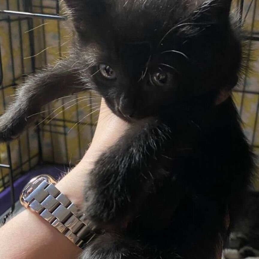 Малыш в поисках дома