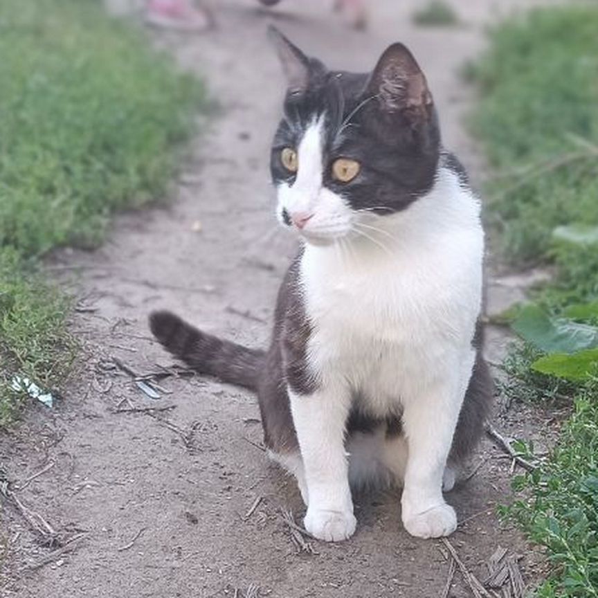Кошка брошенка