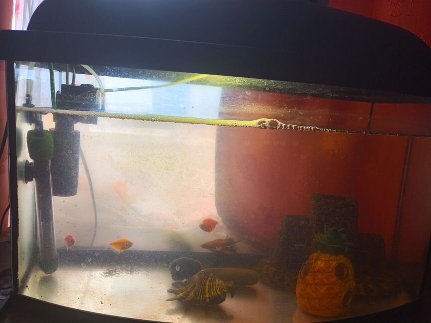 Продам аквариум с рыбками
