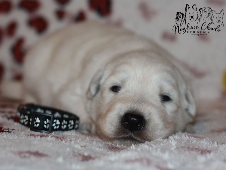 Щенки Белой Швейцарской Овчарки