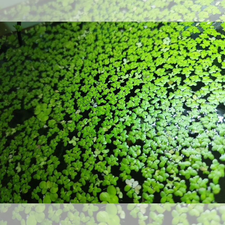 Ряска для аквариума