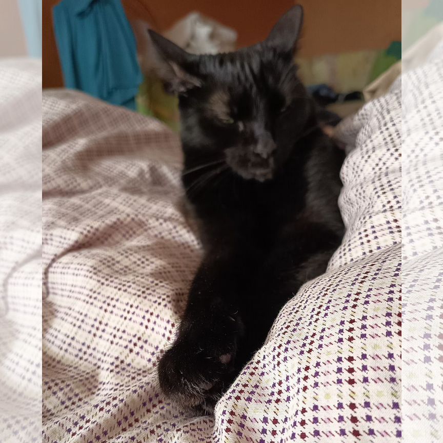 Взрослая кошка в добрые руки