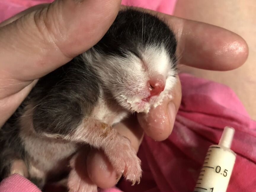 Отдам котят в добрые руки бесплатно