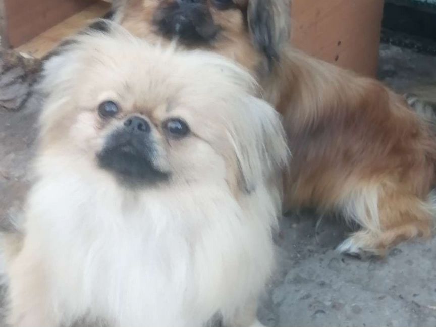 Пекинес ищет невест