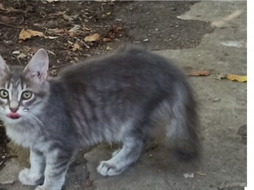 Отдам в добрые руки котят