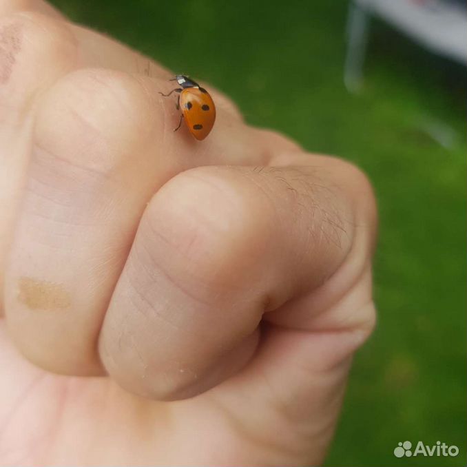 Божьи коровки