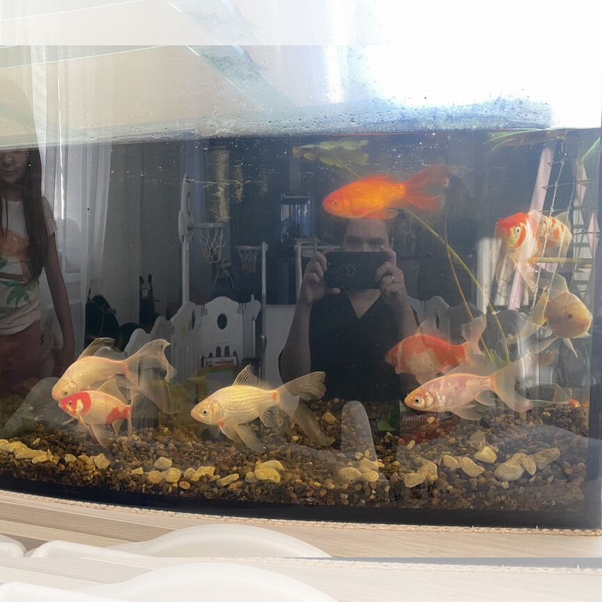 Цветной карась