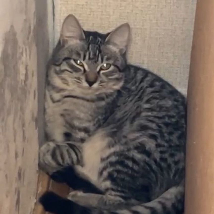 Котенок
