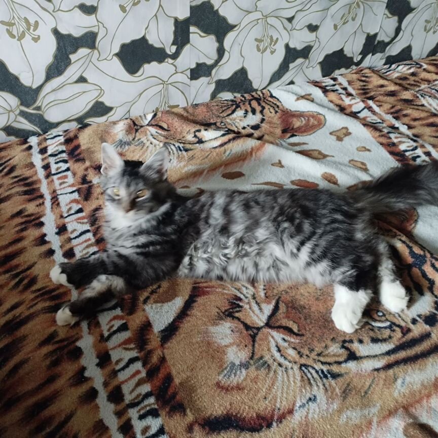 Кот- майкун
