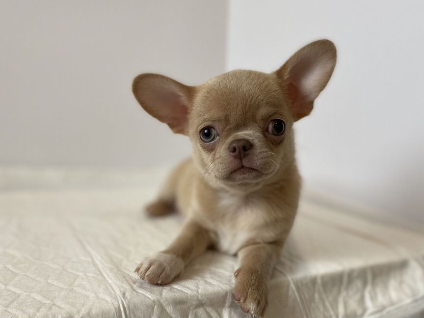 Красавчик чих