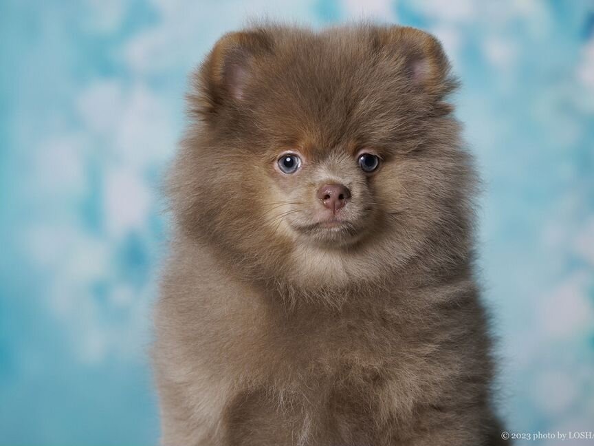 Шпиц лилово-подпалый мальчик