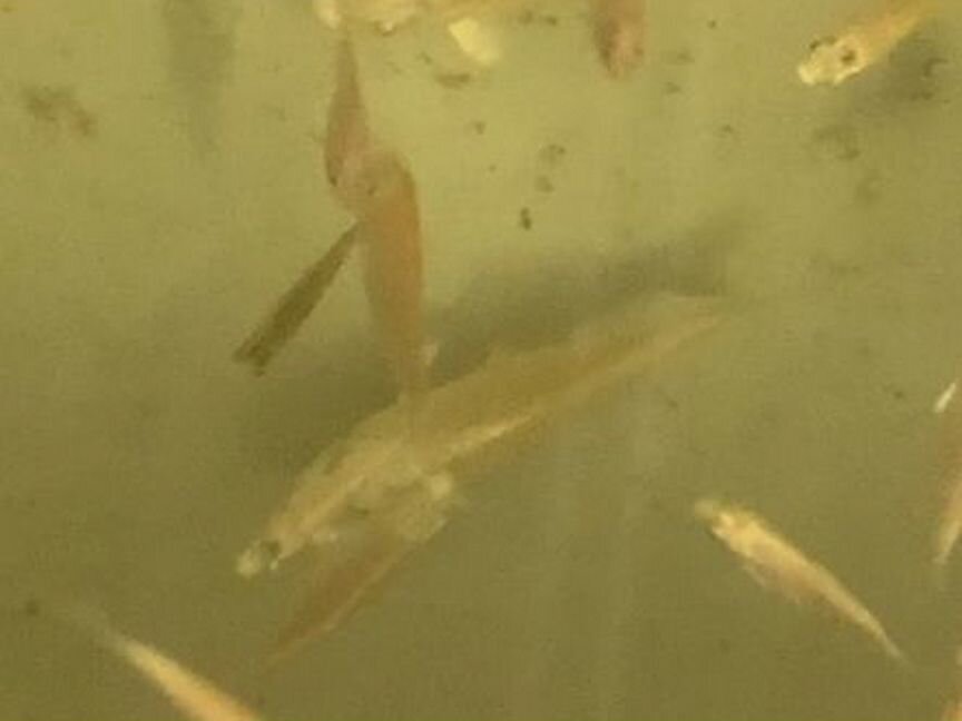 Мальки карпа Кои