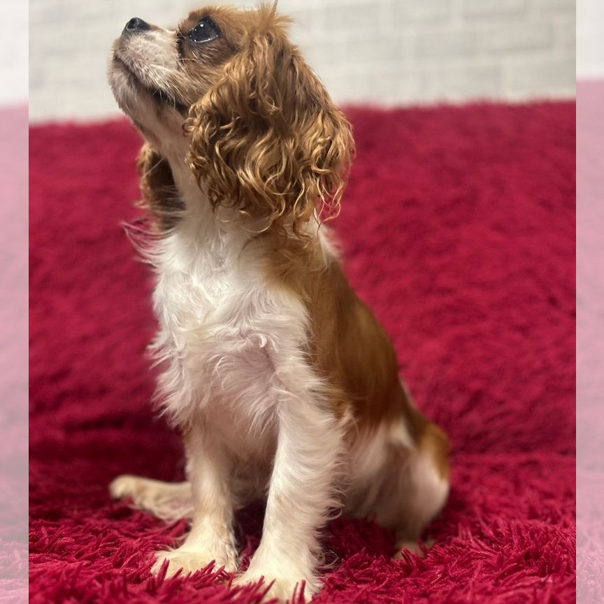 Кавалер кинг-чарльз-спаниель, взрослая собака