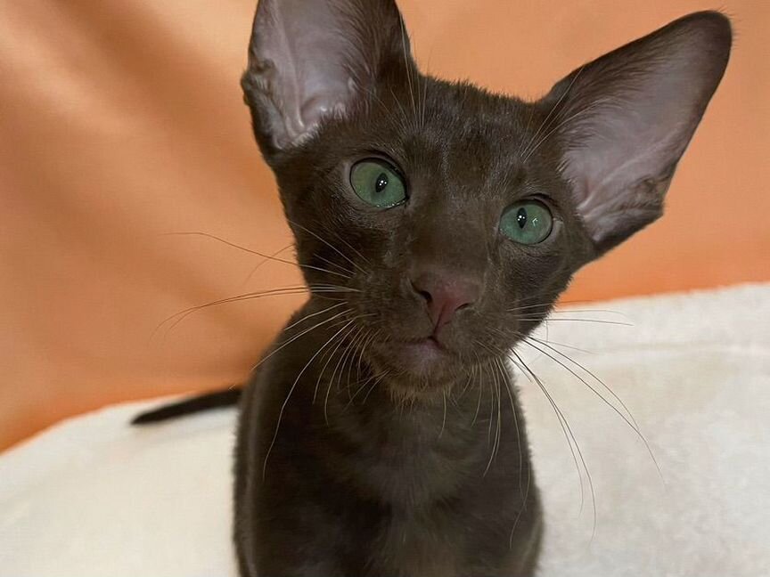 Ориентальный котенок