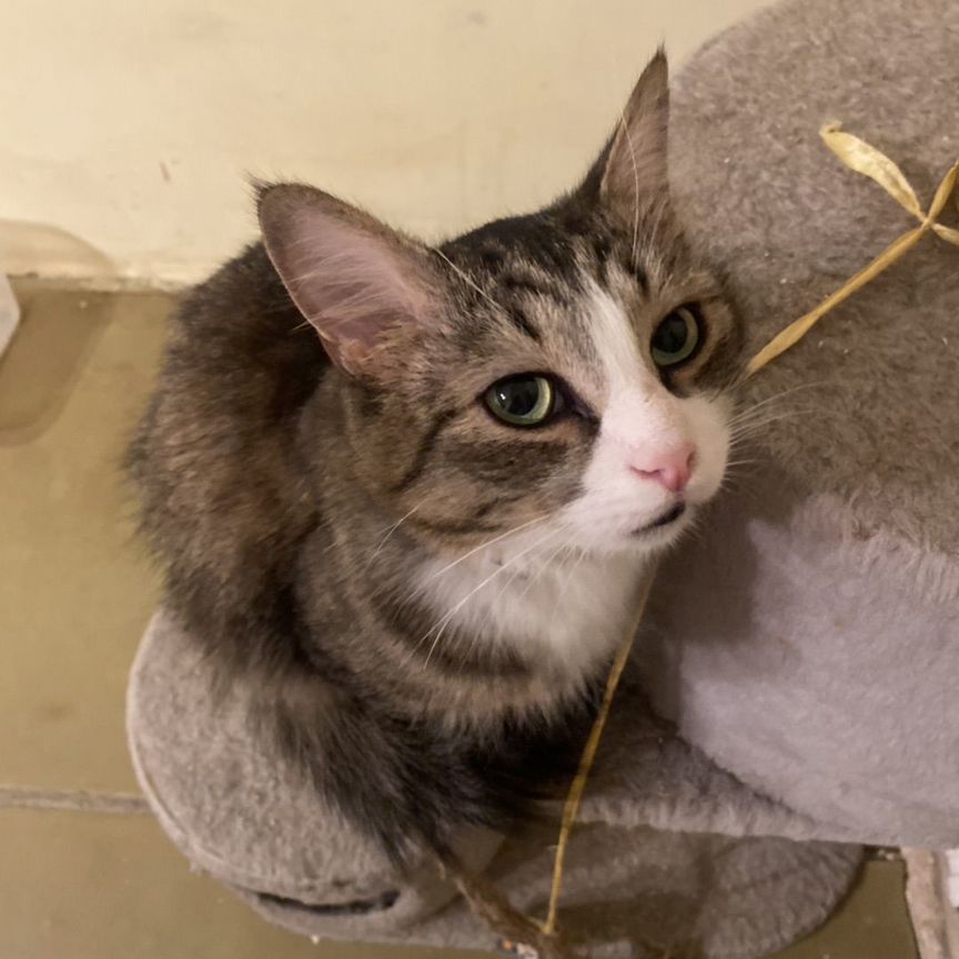 Брошенный котик в добрые руки
