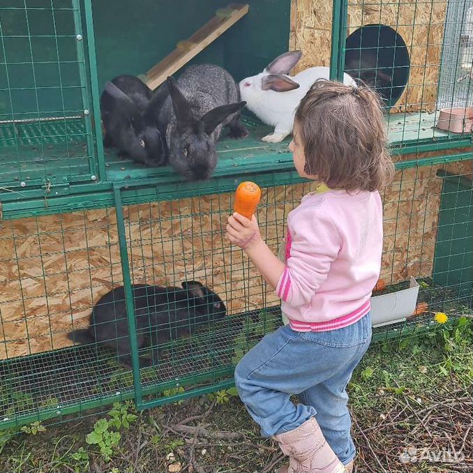 Кролики Серебро и Калифорнийские