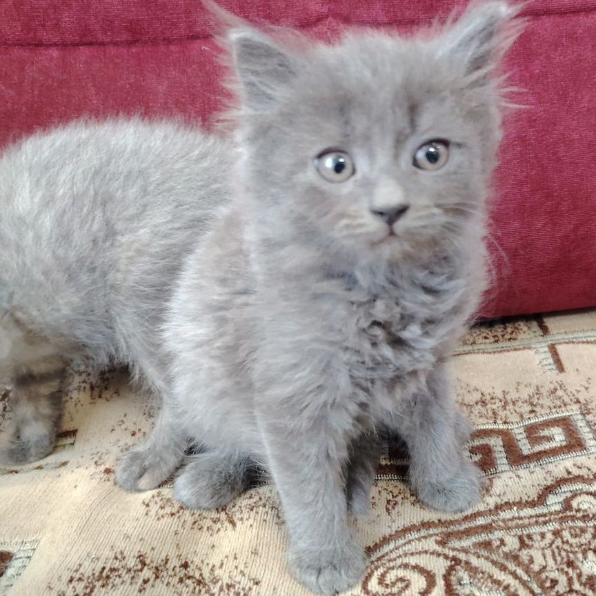 Британский длинношёрстный котёнок