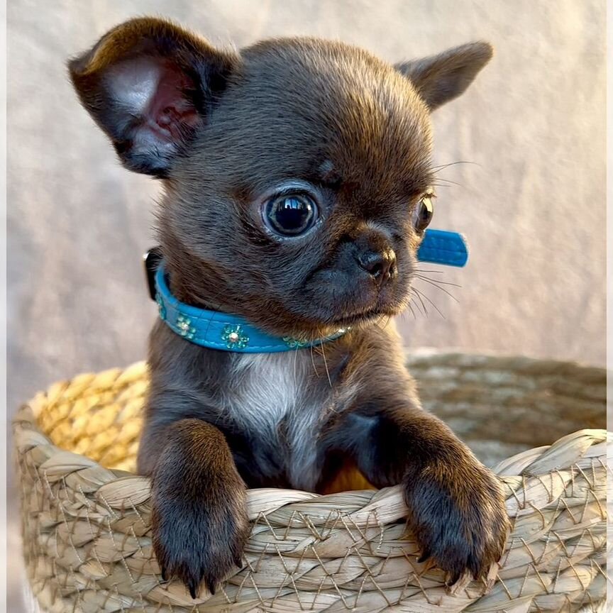 Голубой чихуа