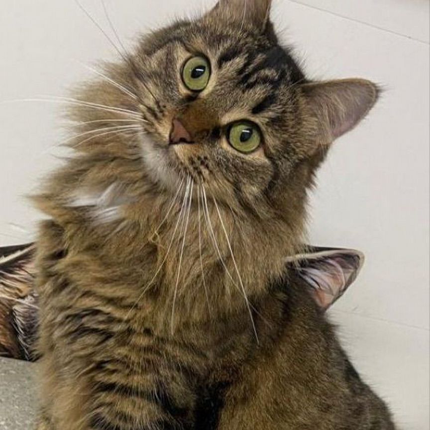 Пушистая ласковая кошка ищет дом