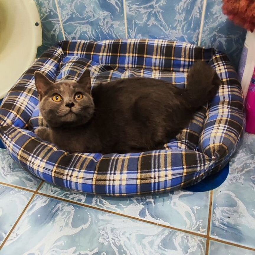 Котёнок британец в добрые руки