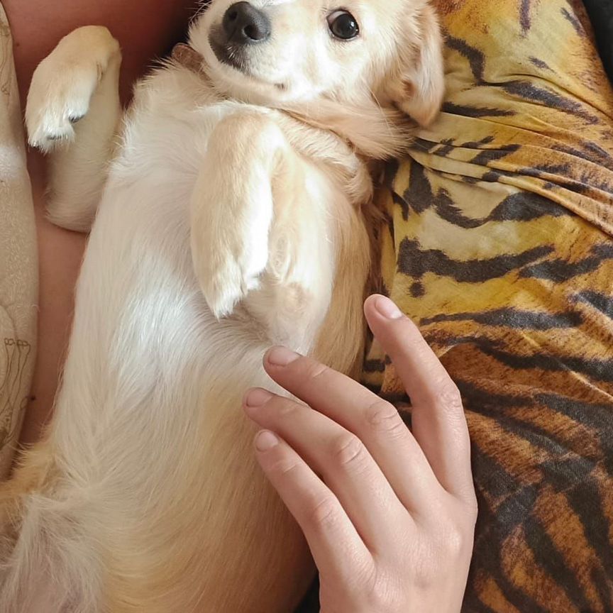 Золотистый ретривер помесь со спаниель