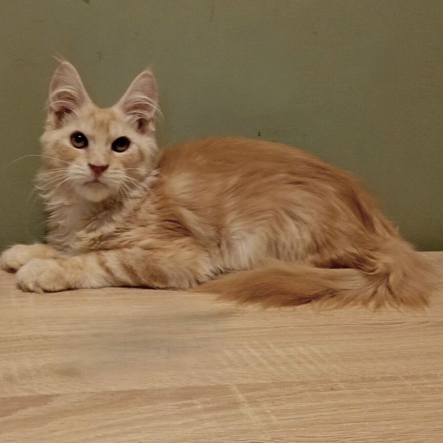 Котёнок Мейн-кун мальчик