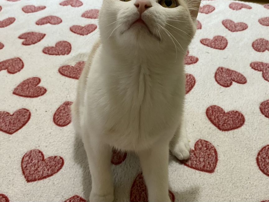 Котенок персиковый с белым