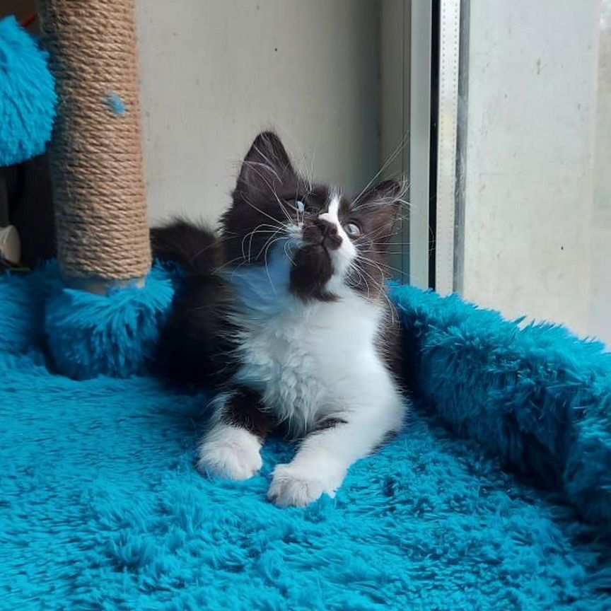 Красивый котенок мальчик ищет дом