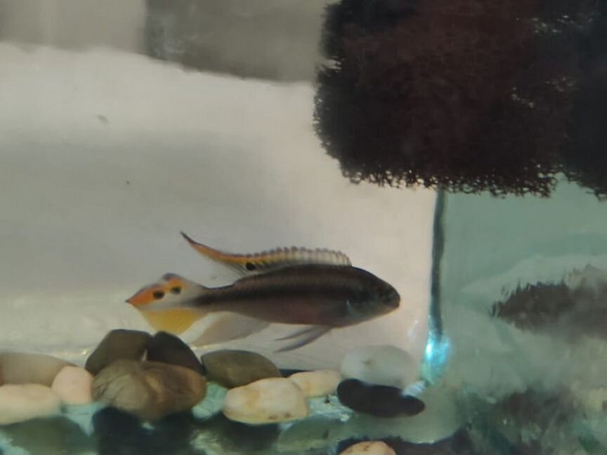 Продам рыбок с аквариумом