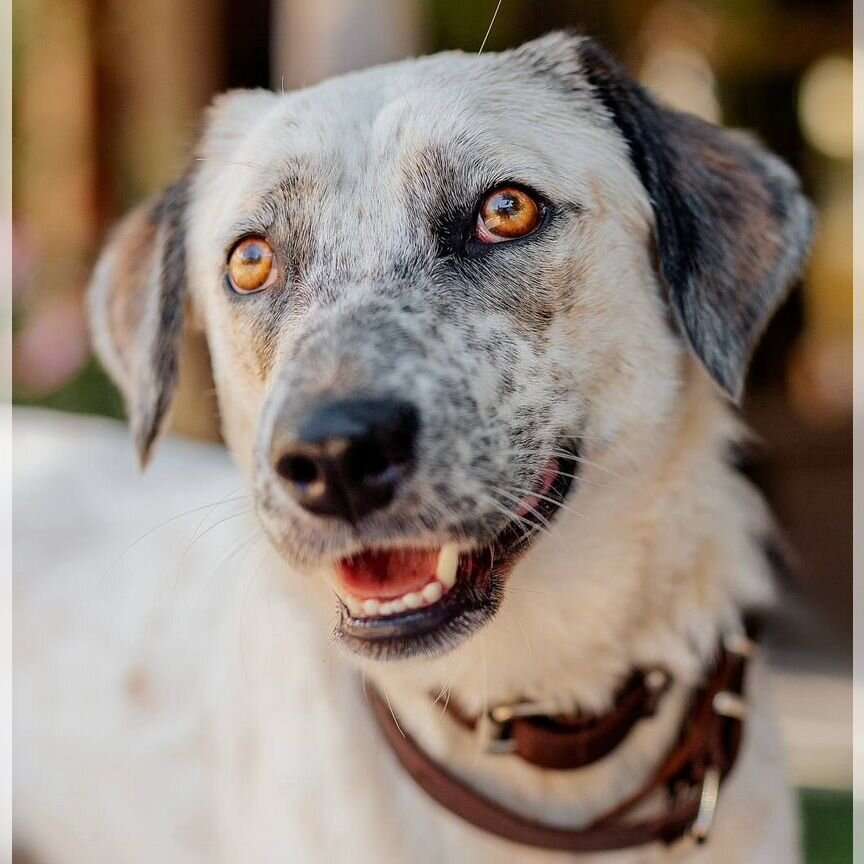 Ассоль нежная семейная собака в добрые руки в дар