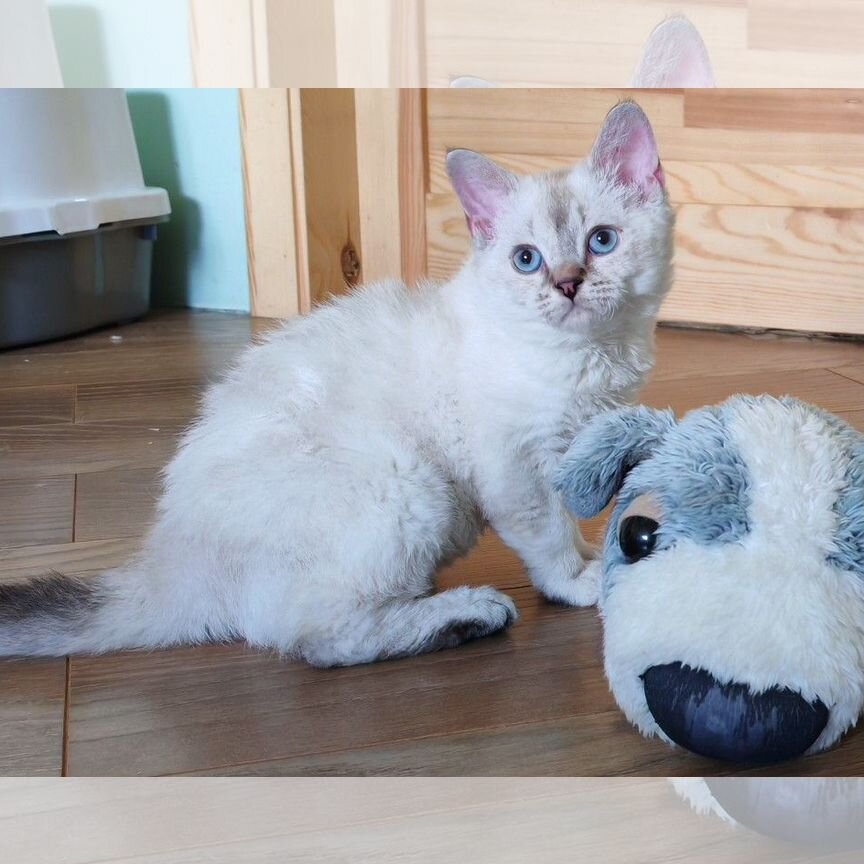 Ламбкин котёнок