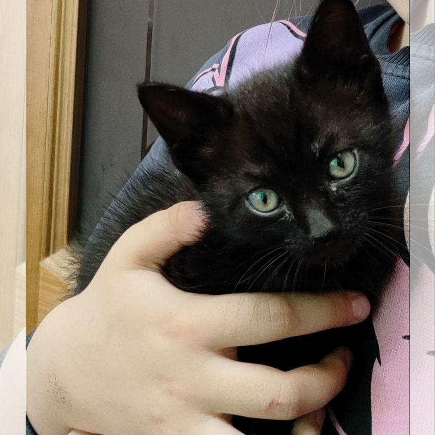 Гавана котёнок