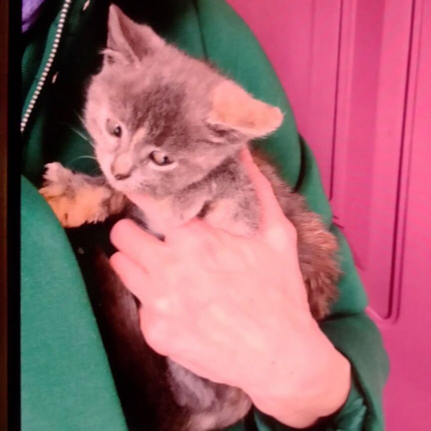 Погибают котята от породистой матери