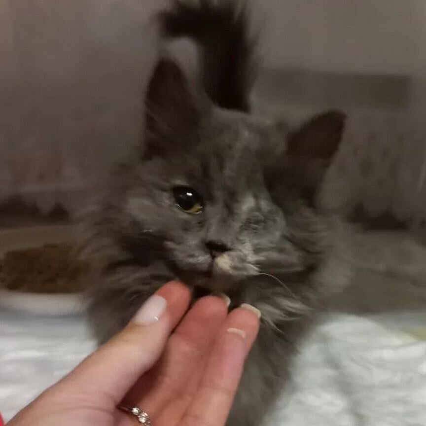 Котёнок в добрые руки