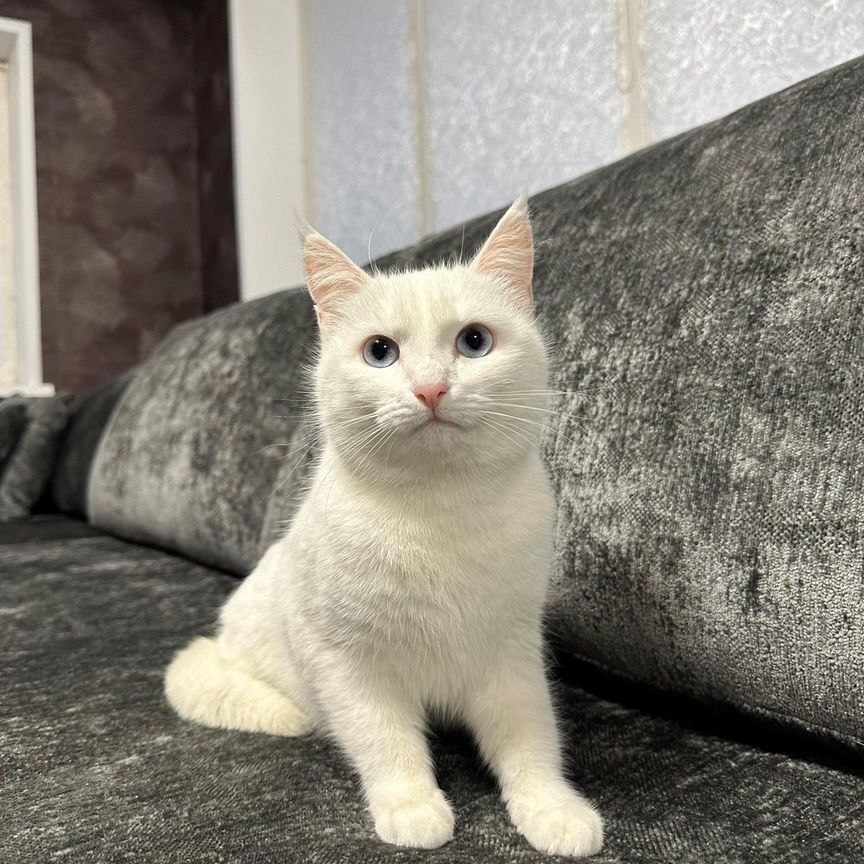 Кошечка в добрые руки бесплатно