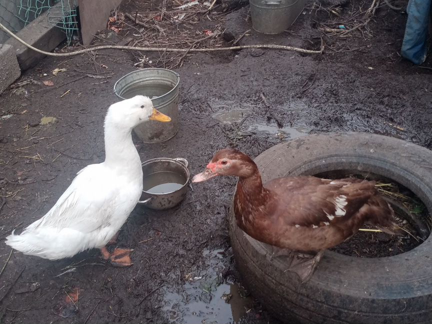 Инкубационное яйцо утки