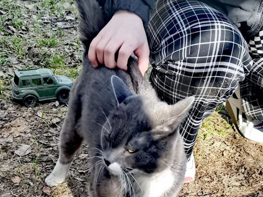 Котик бесплатно