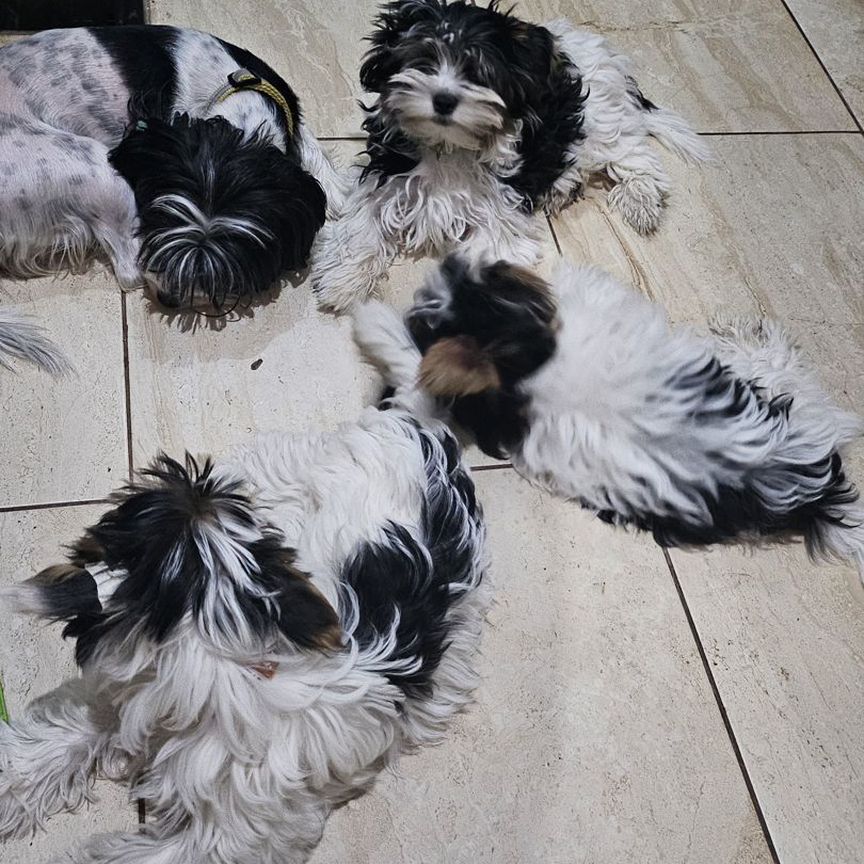 Мальчики бивер йорка 3 мес